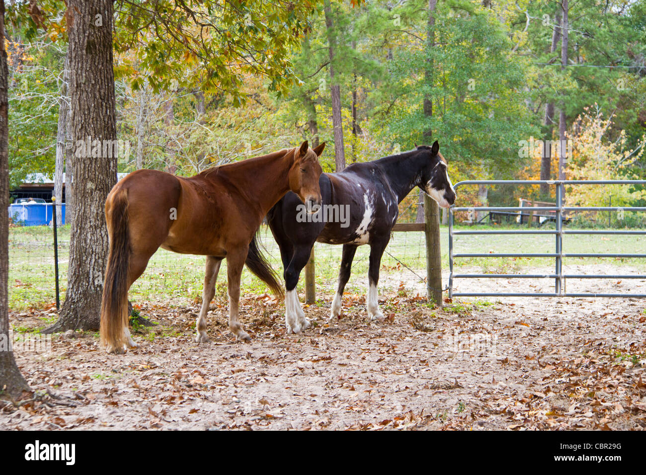 Cut and shoot texas hi-res stock photography and images - Alamy