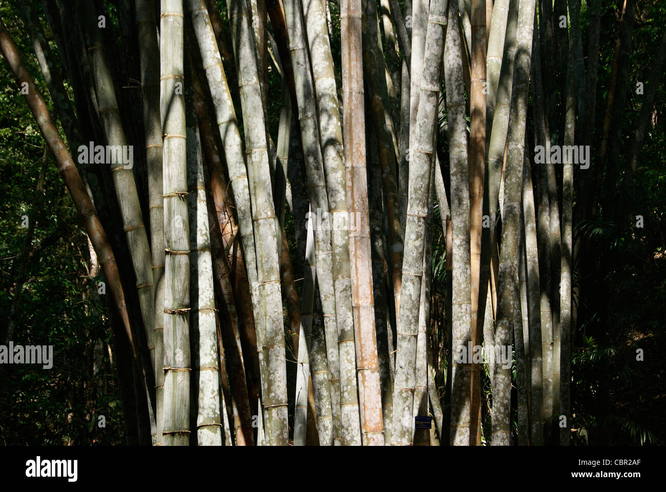 Bamboo Tree in Bamboo Forest Stock Photo - Alamy