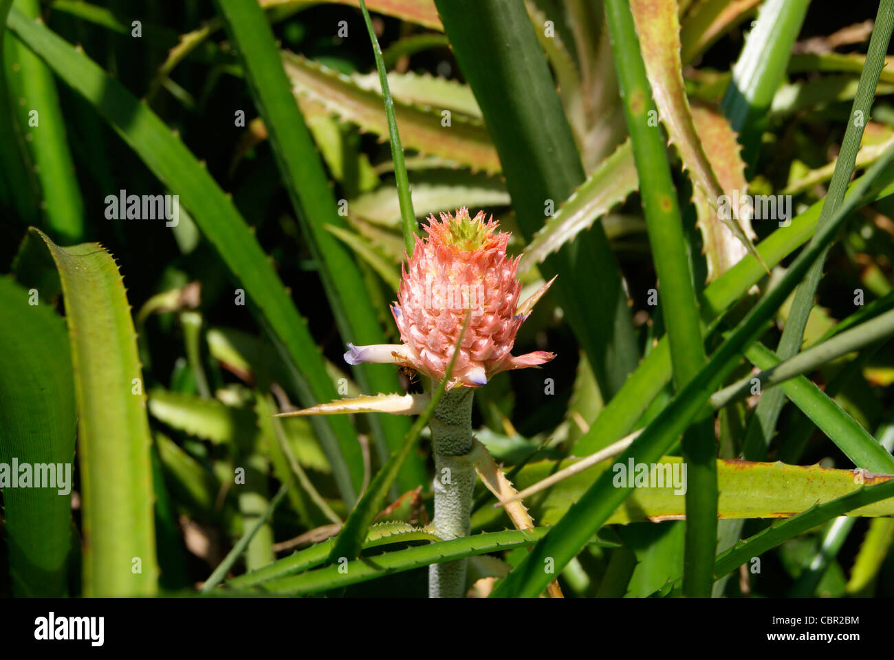Export quality pineapples hi-res stock photography and images - Alamy