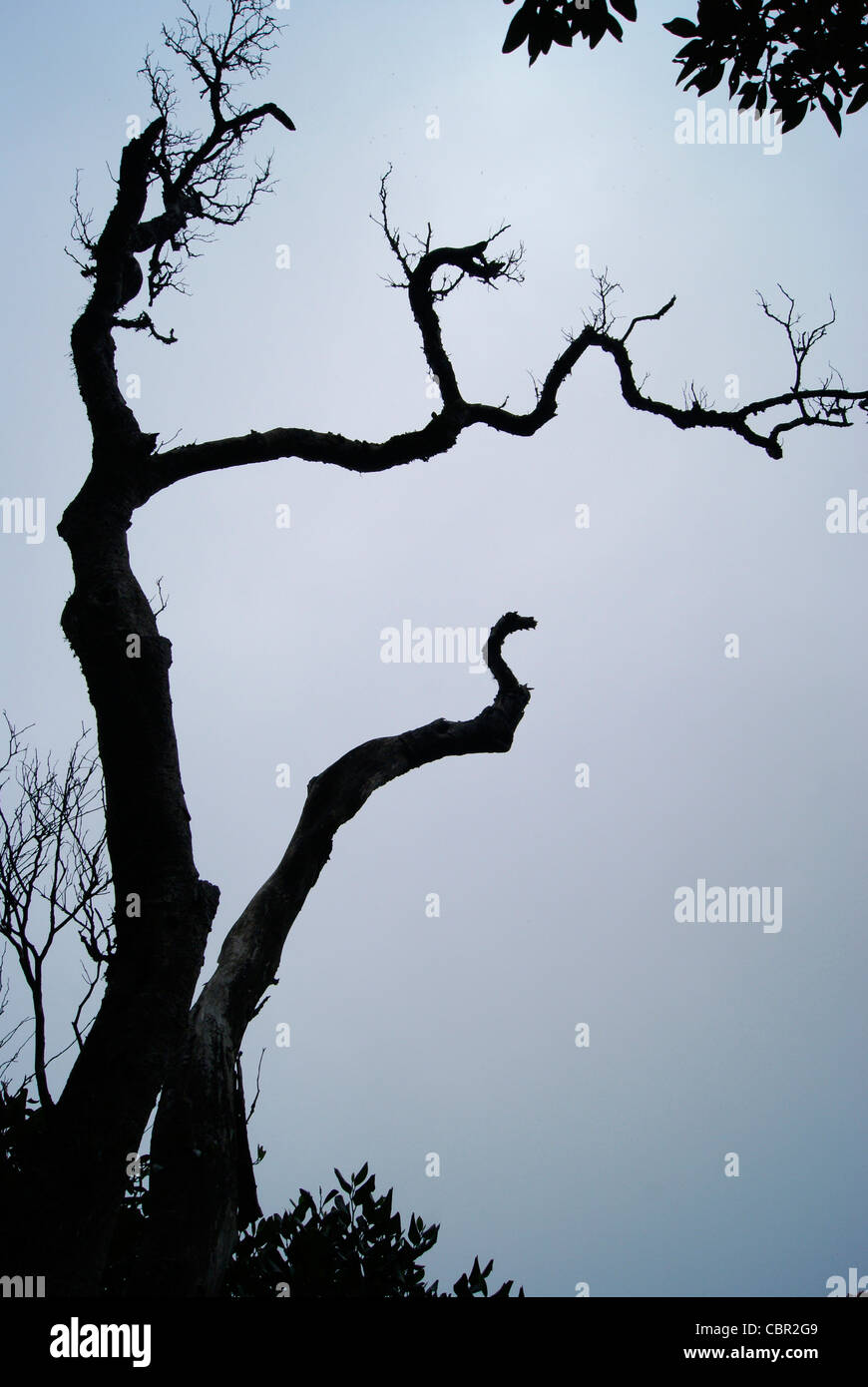 Leaf less tall tree branches in the model of snakes Stock Photo - Alamy