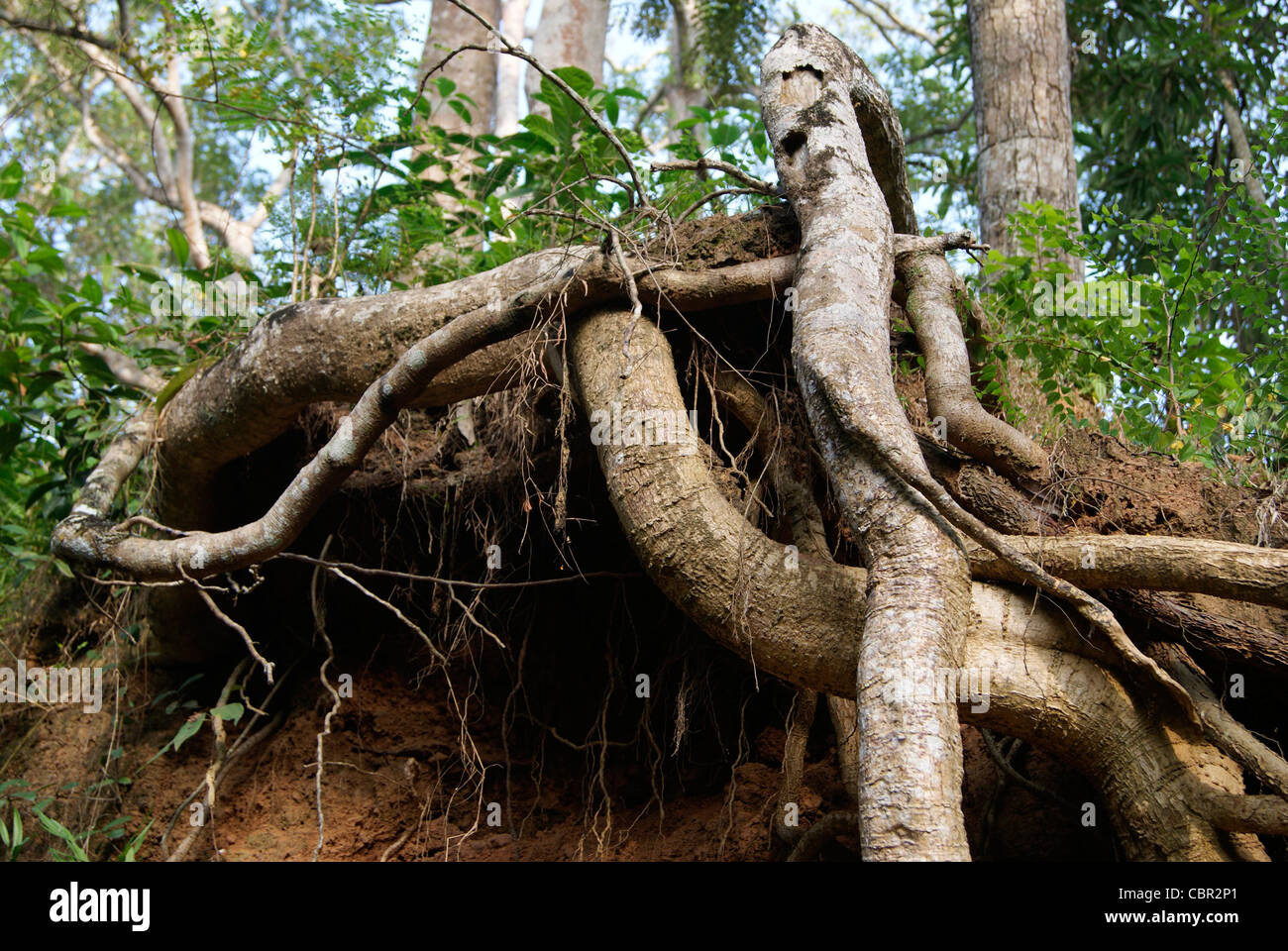 Drained soil from roots hi-res stock photography and images - Alamy