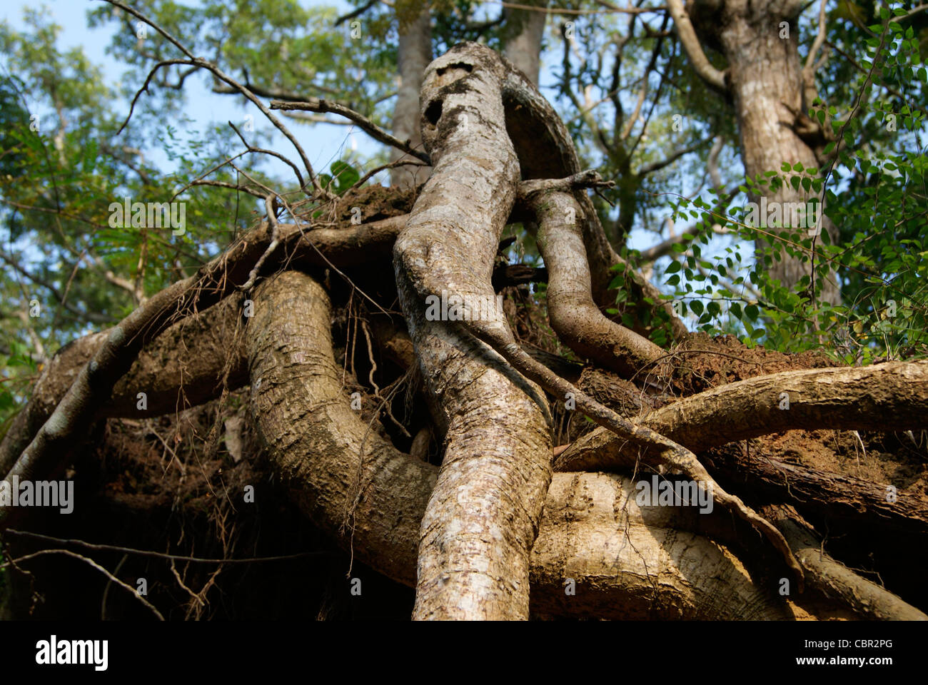 Exposing roots hi-res stock photography and images - Alamy
