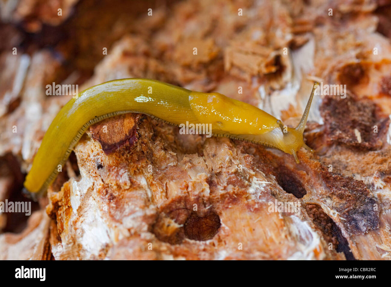 Terrestrial slug hi-res stock photography and images - Alamy