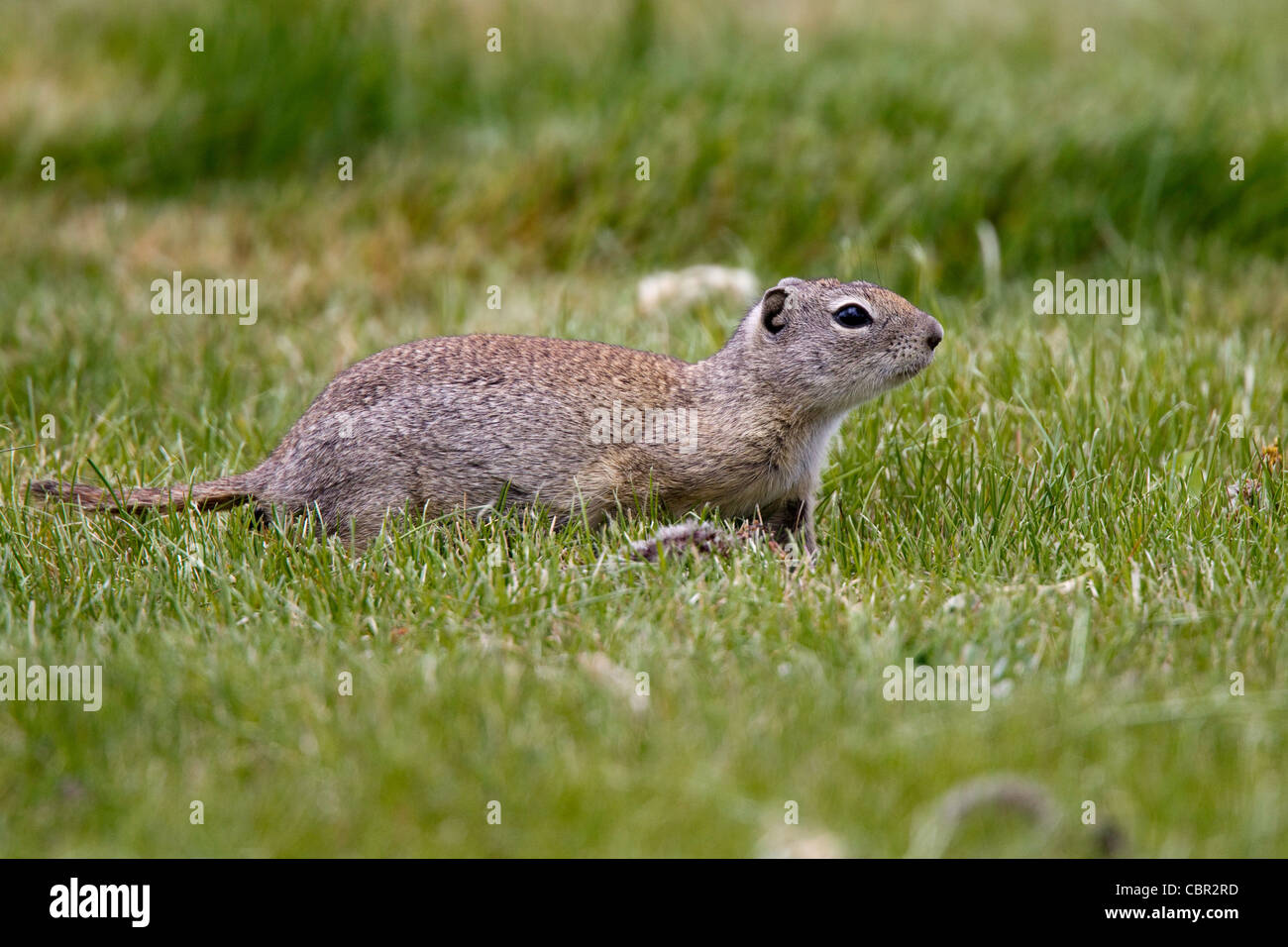 Belding's Ground Squirrel Spermophilus beldingi Klamath Falls, Oregon ...