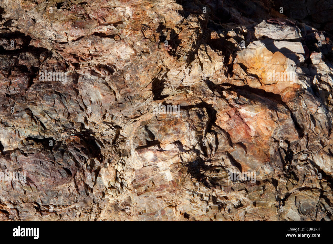 Petrified wood escalante forest hi-res stock photography and images - Alamy