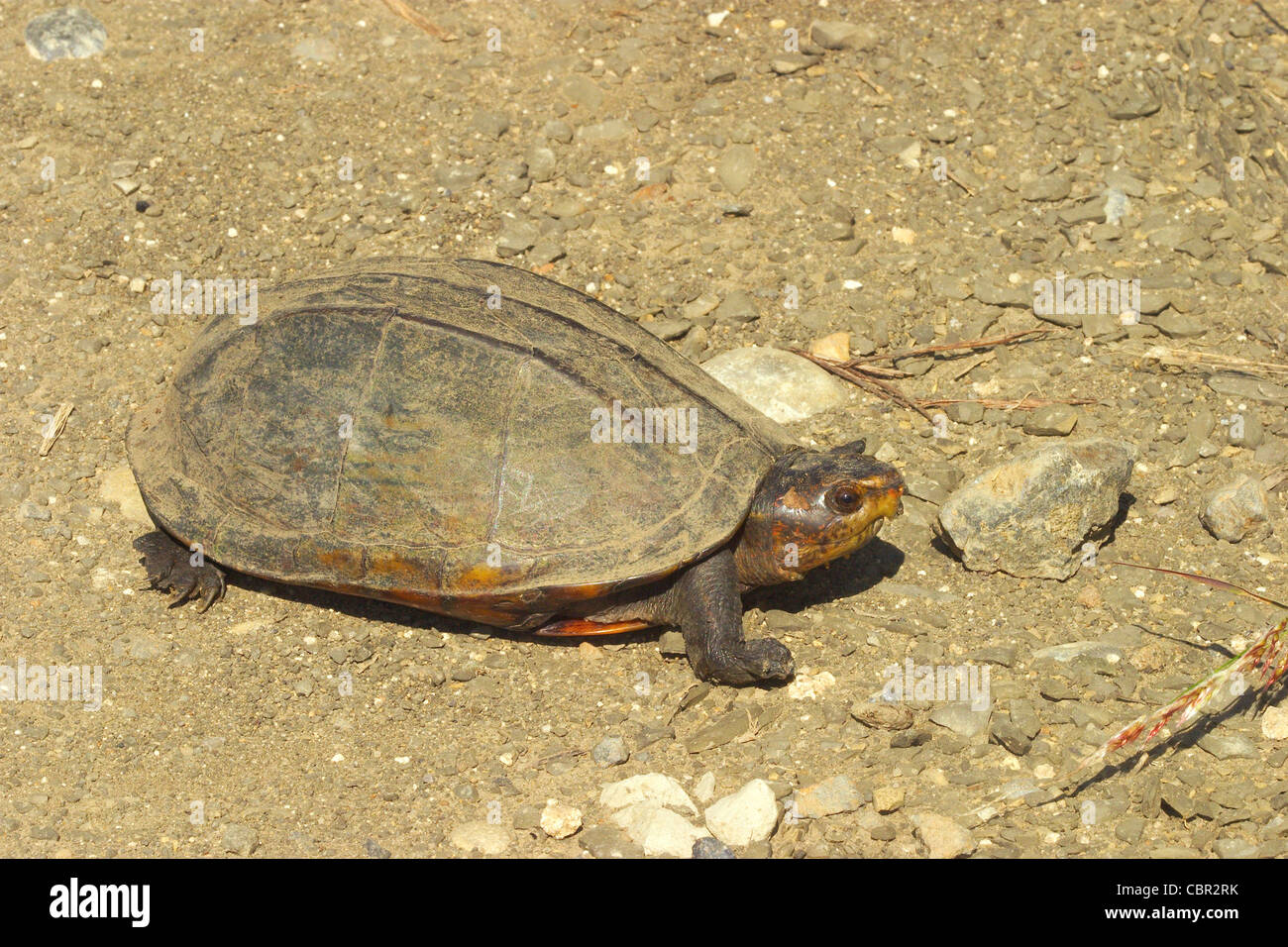 Scorpion Mud Turtle Kinosternon scorpioides Gomez Farias, Tamaulipas ...