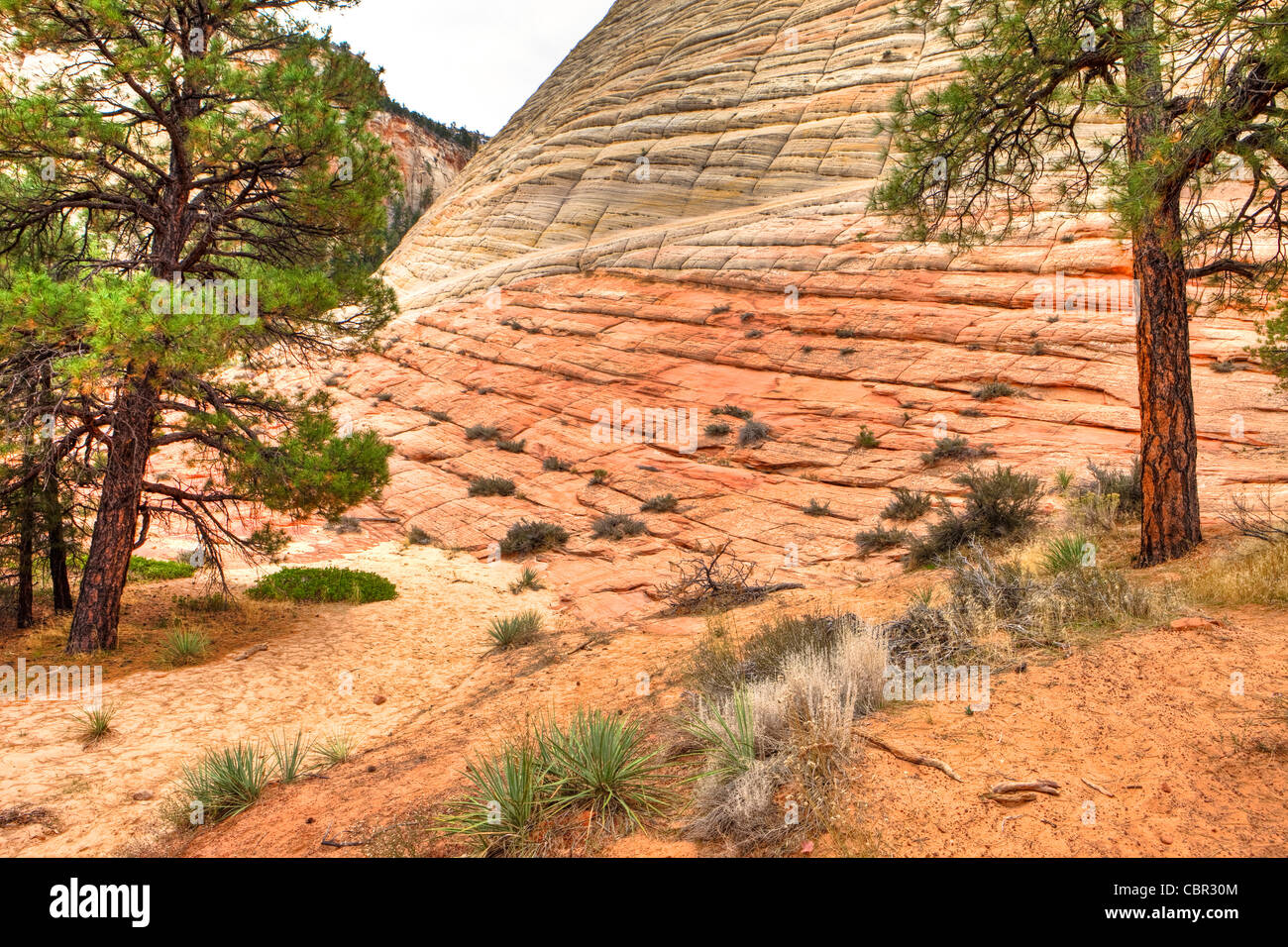 Checkerboard Mesa, Zion National Park, Utah, USA Stock Photo - Alamy