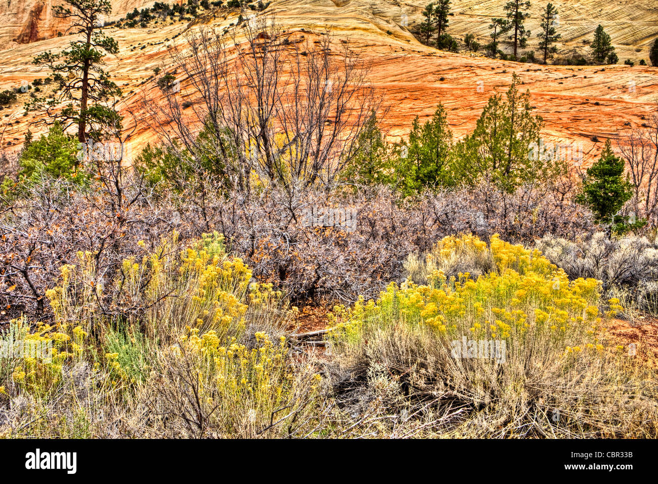 Desert Vegetation, Zion National Park, Utah, USA Stock Photo - Alamy
