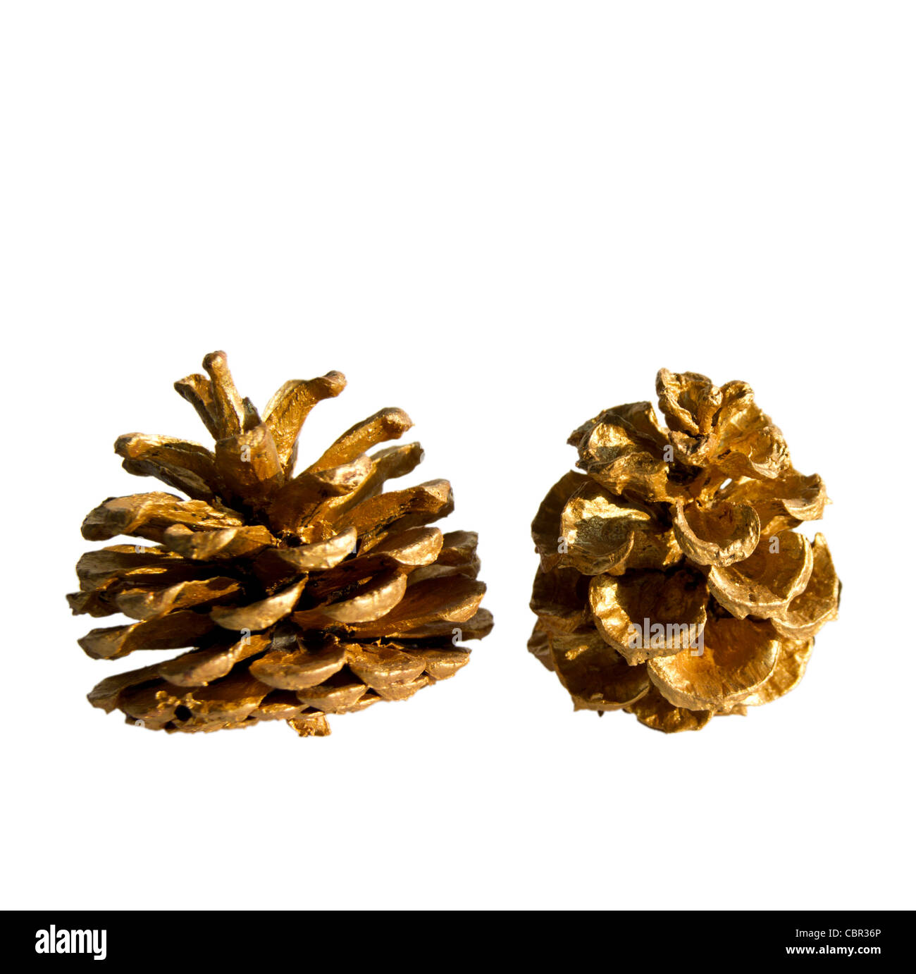 golden pine cones isolated on a white background Stock Photo - Alamy