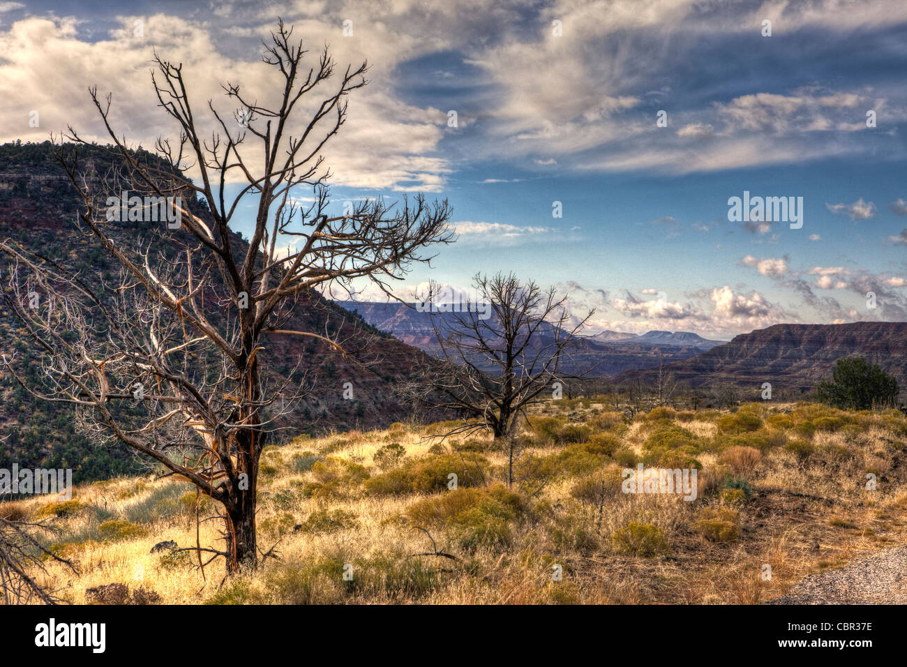 Lower Kolob Plateau, Kolob Terrace Road Entrance, Zion National Park ...