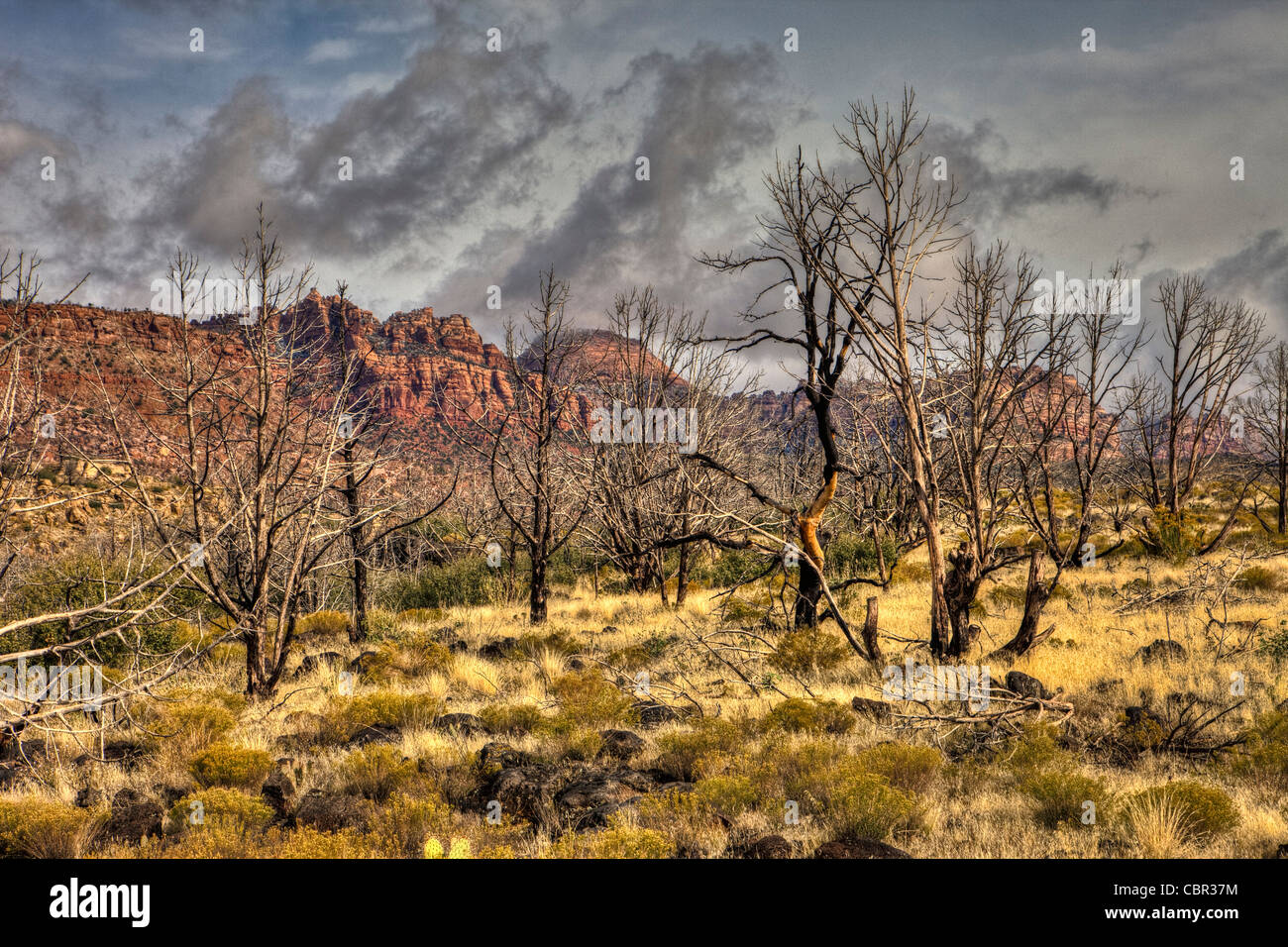 Lower Kolob Plateau, Kolob Terrace Road Entrance, Zion National Park ...