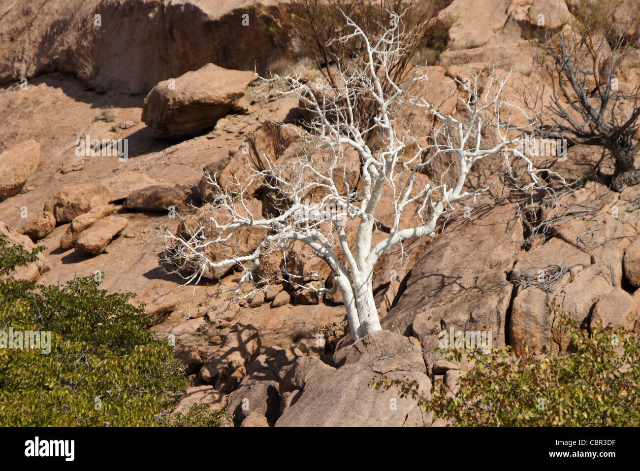 Sterculia quinqueloba tree growing on rocky hillside, Namibia Stock ...