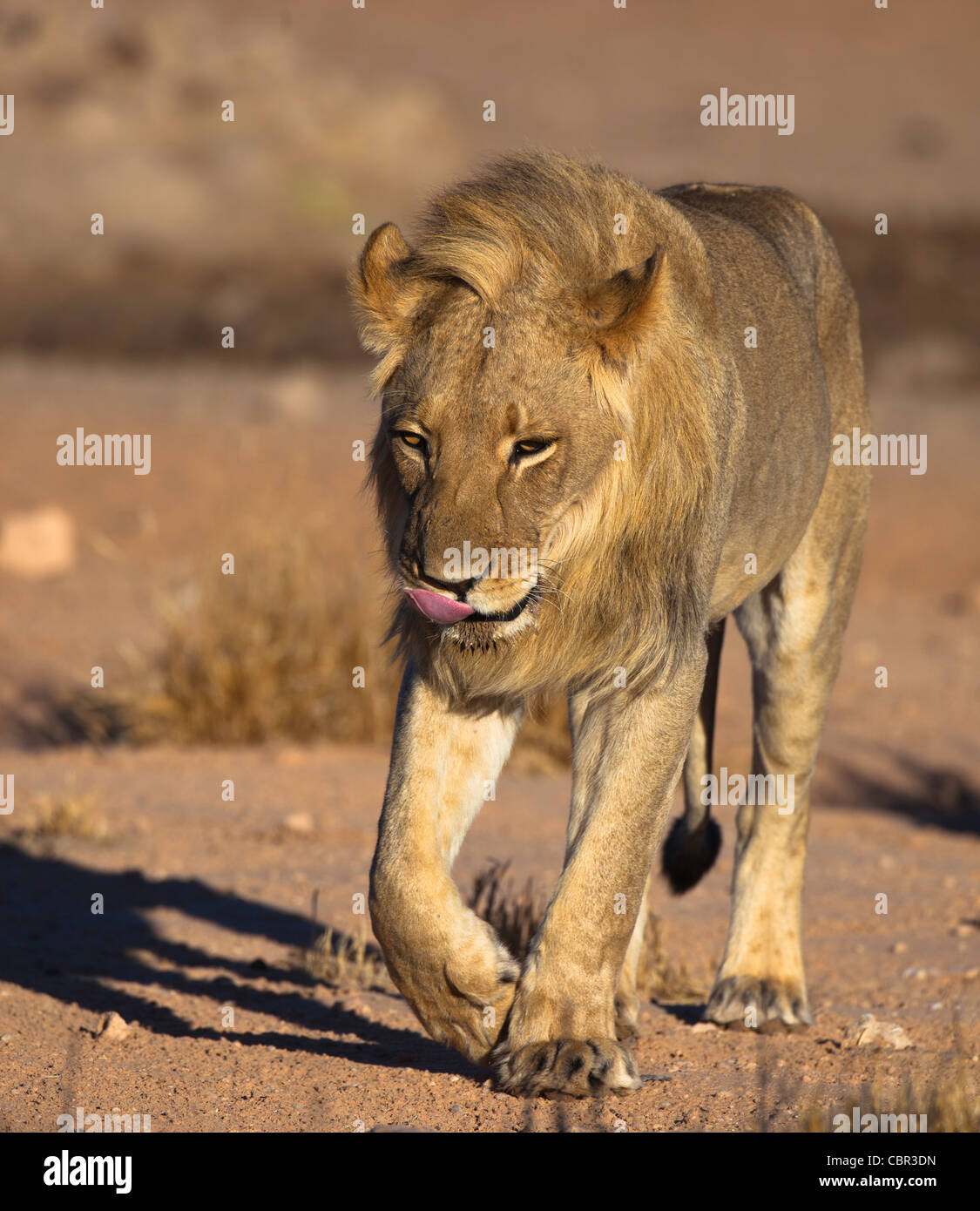 lion male licking its lips Stock Photo - Alamy