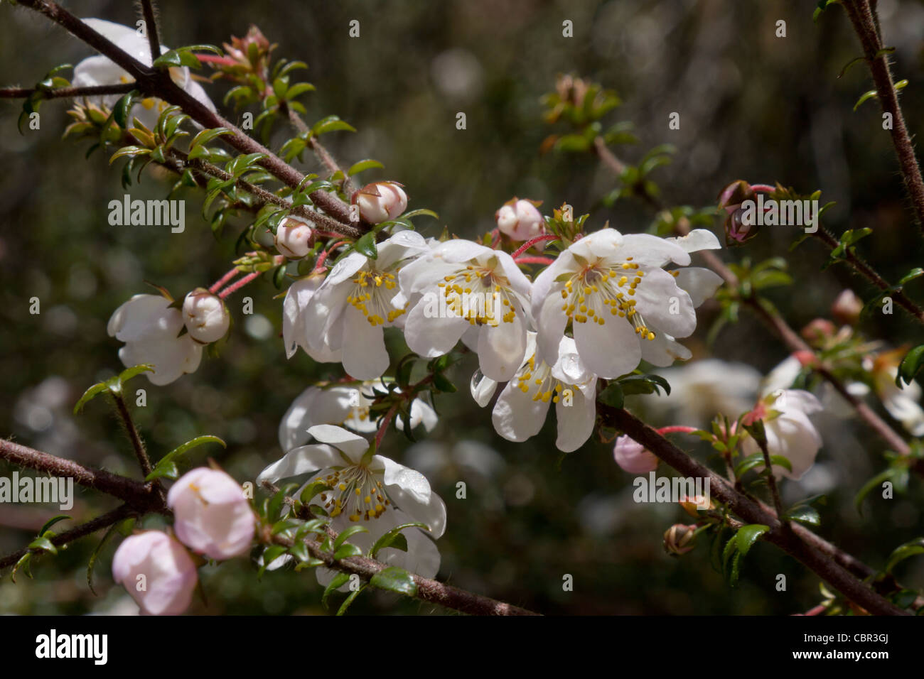 Bauera rubioides is a common shrub forming dense thickets covered in ...