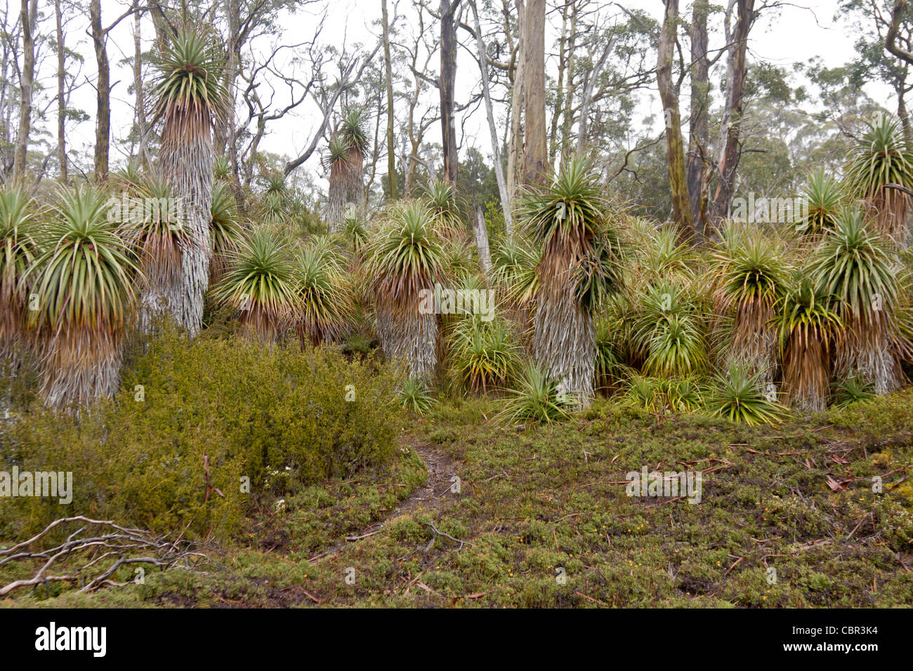 Richea in flower hi-res stock photography and images - Alamy