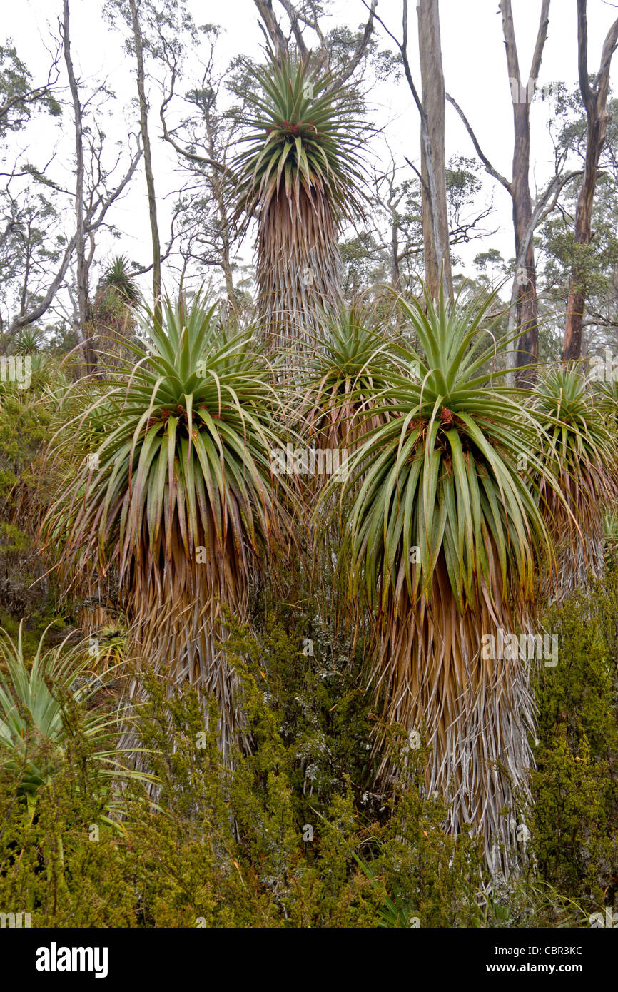 Pandani Plant Richea Pandanifolia Stock Photos & Pandani Plant Richea ...