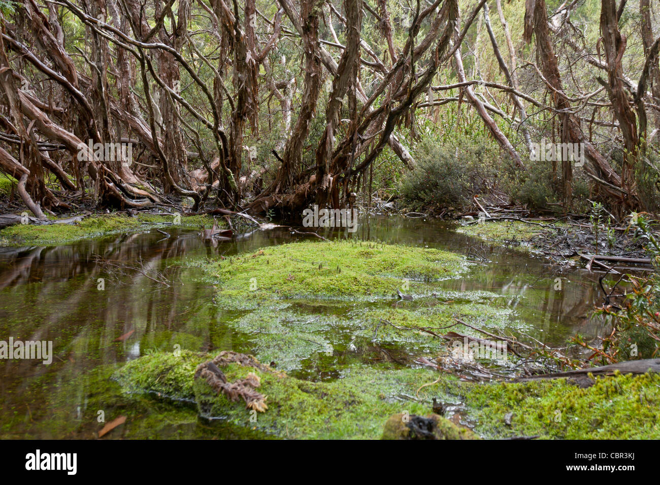 The Cradle Mountain area has an annual average rainfall of 2800mm Stock ...