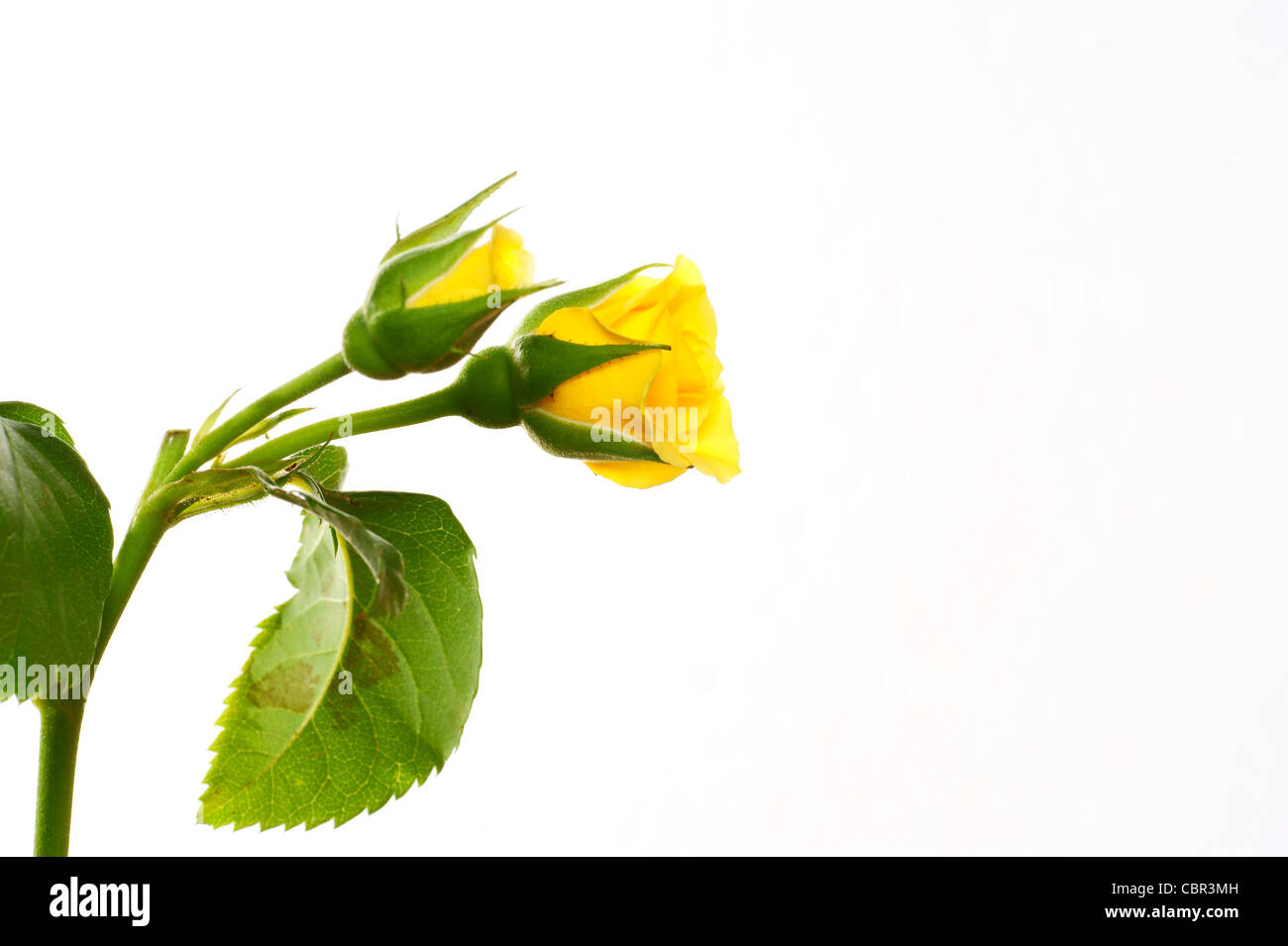 Yellow rose isolated on white background Stock Photo - Alamy