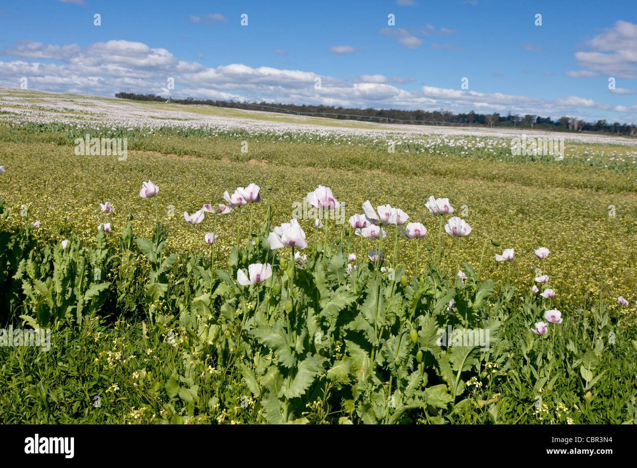 Australian pharmaceutical hi-res stock photography and images - Alamy