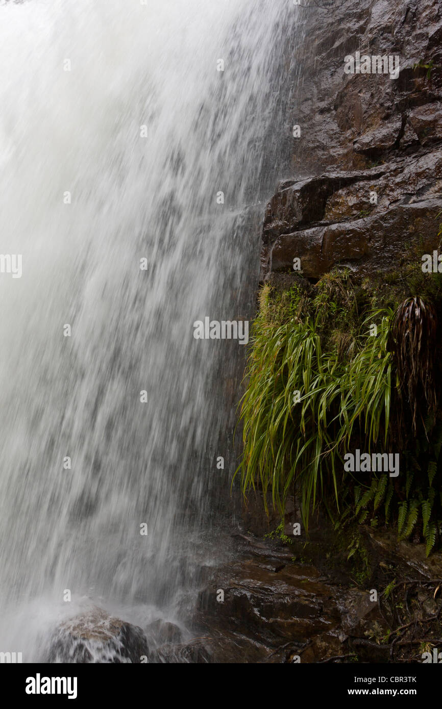 Wet temperate forest hi-res stock photography and images - Alamy