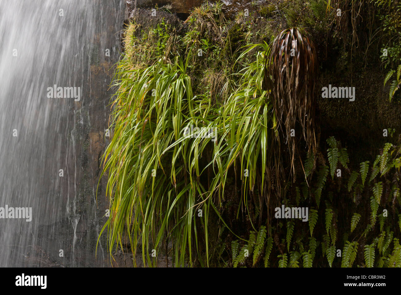 Waterfall in wet temperate forest along the Overland Track, Tasmania ...