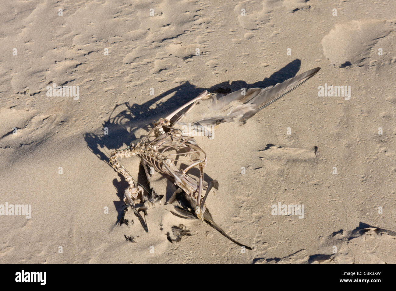 Vertebrate skeleton hi-res stock photography and images - Alamy