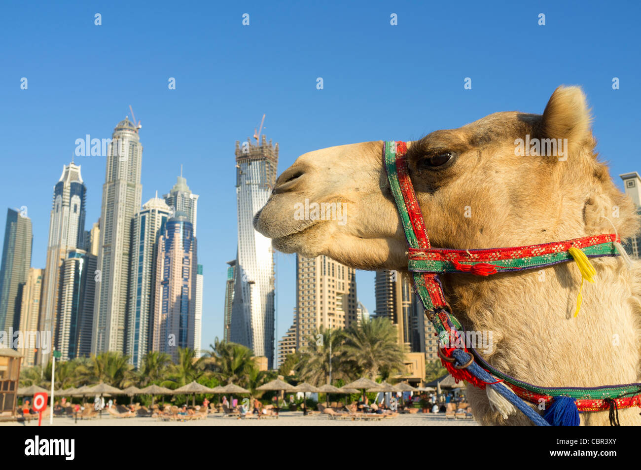 Camel on beach at Jumeirah with new high-rise buildings in New Dubai in ...