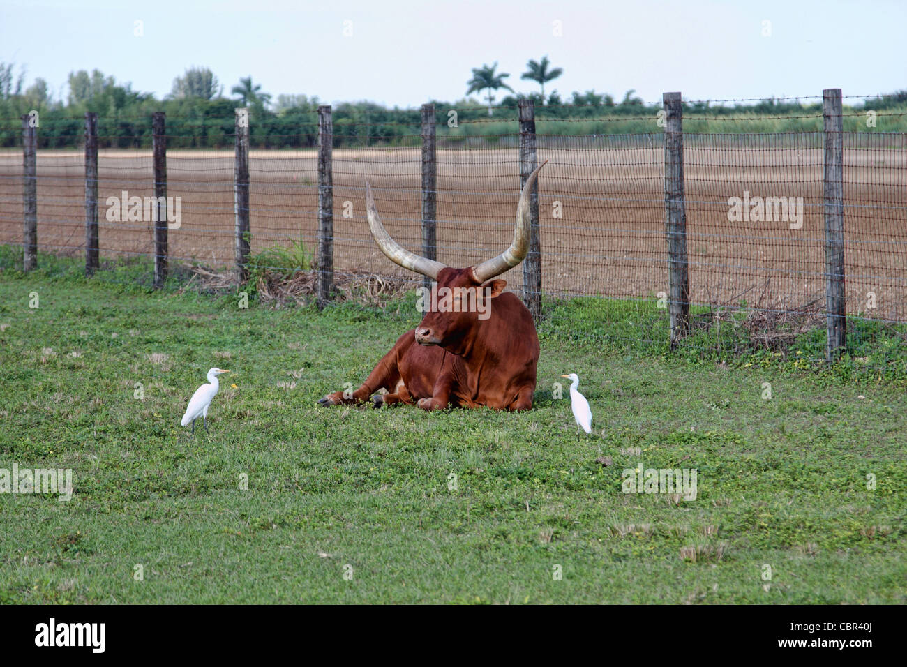 Two white birds curious about a bull Stock Photo - Alamy