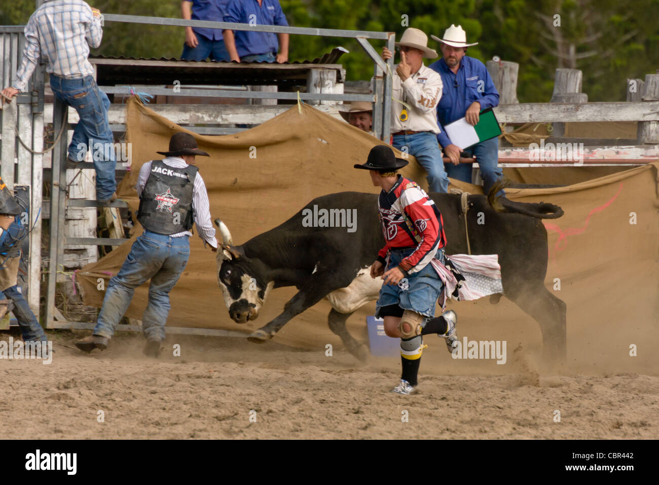 Bull riding action at the Dayboro country rodeo Stock Photo - Alamy