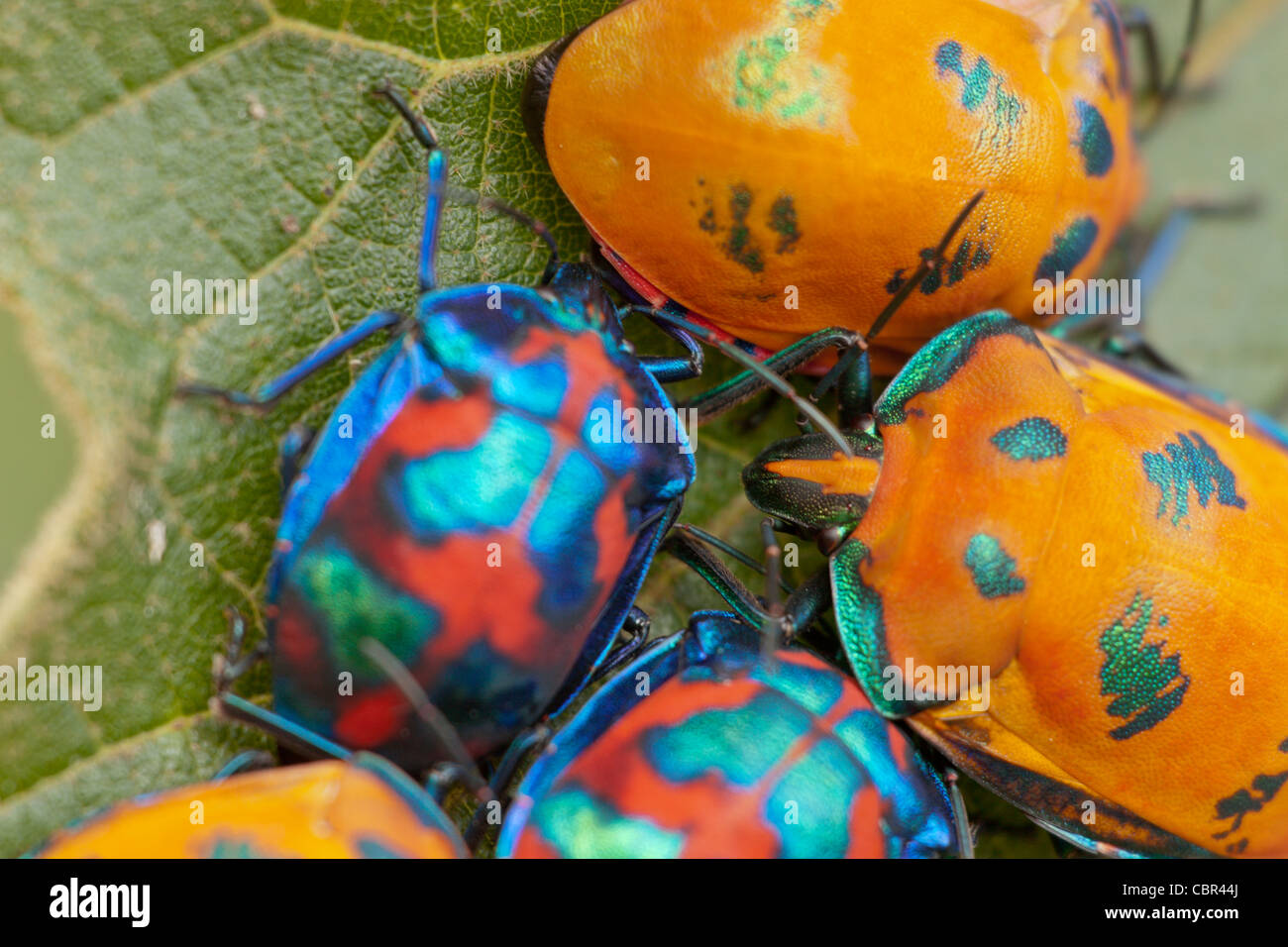 Harlequin Beetle High Resolution Stock Photography and Images - Alamy
