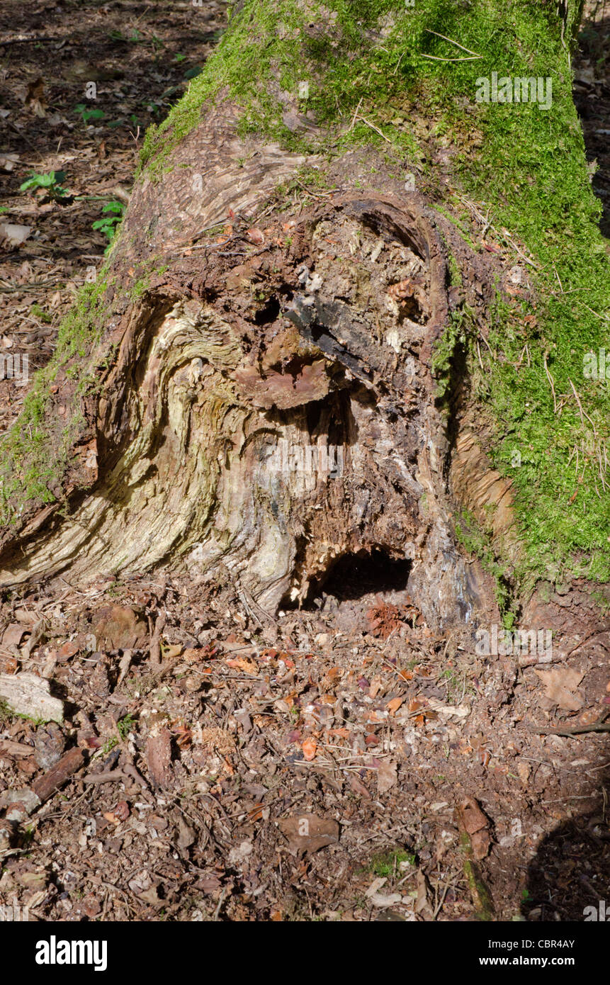 Rotting Base Of Tree High Resolution Stock Photography and Images - Alamy