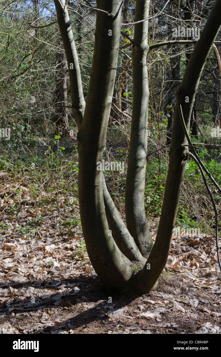 Growing differently hi-res stock photography and images - Alamy