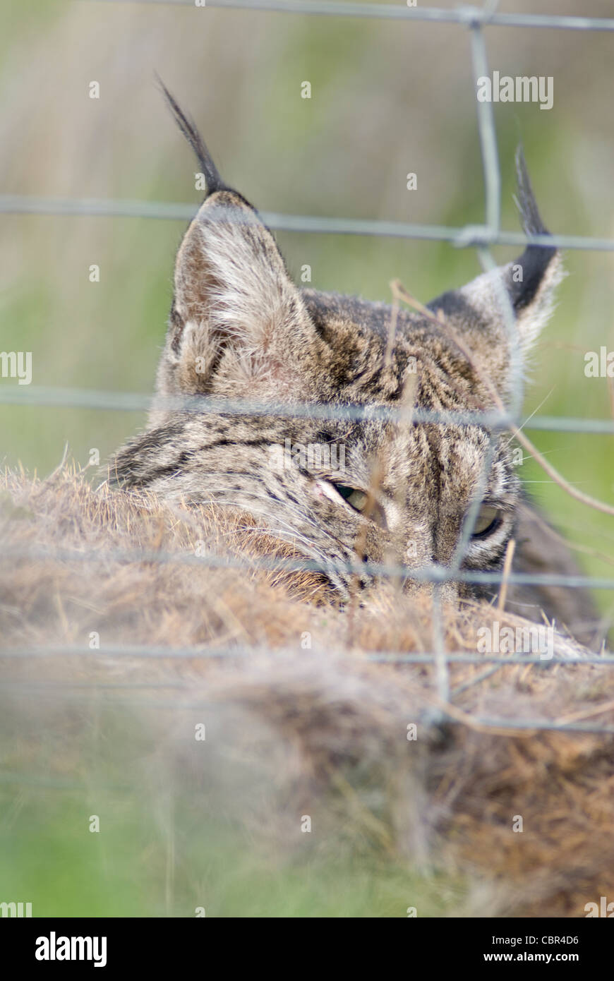 Wild Iberian Lynx feeding on carcass of red deer trapped in wire fence ...