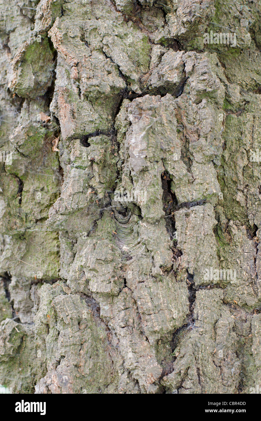 Fissured bark hi-res stock photography and images - Alamy