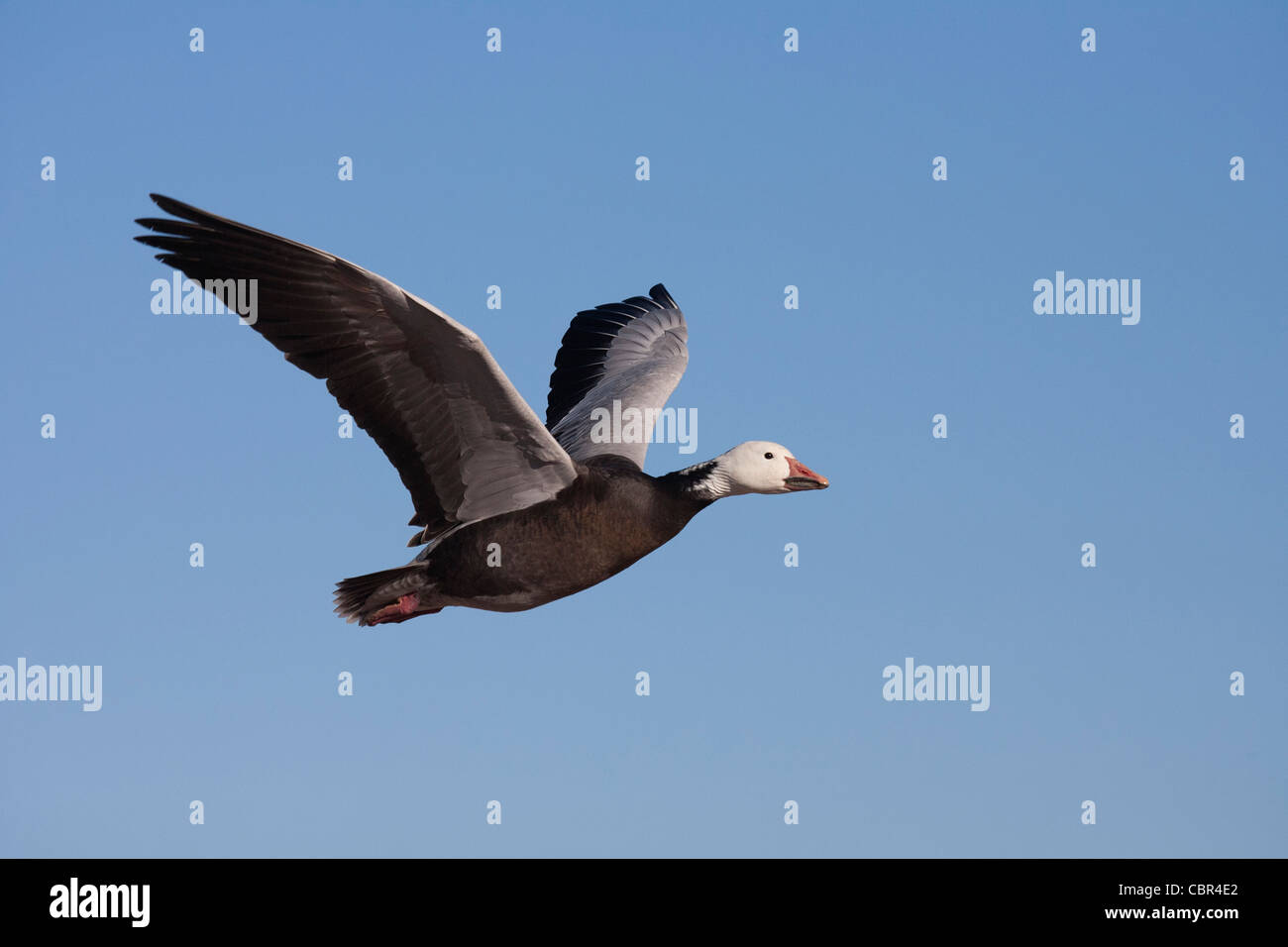 Blue Phase Snow Goose Stock Photo - Alamy