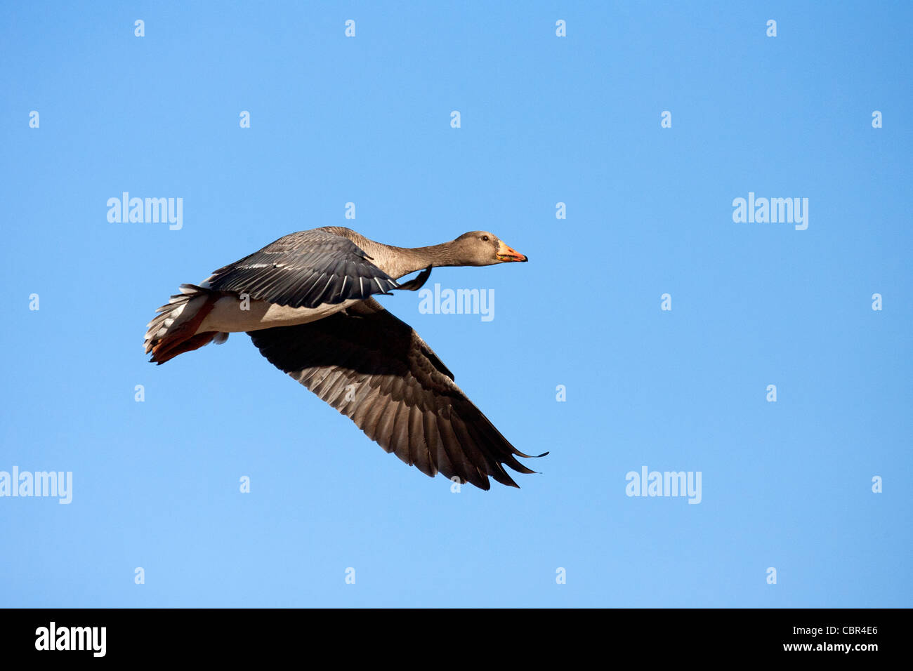 Blue phase snow goose hi-res stock photography and images - Alamy