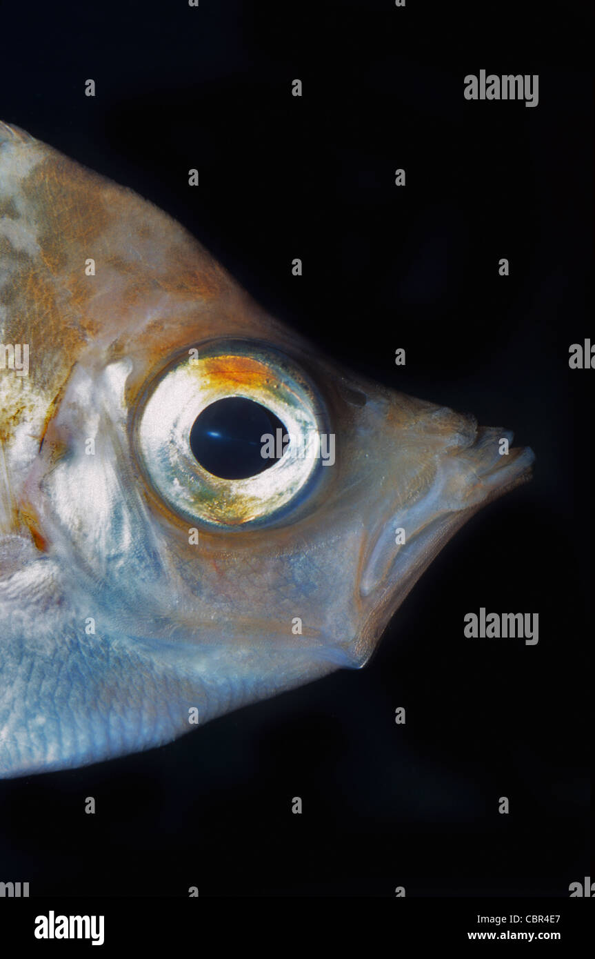 Boar fish or zulu fish capros aper hi-res stock photography and images ...