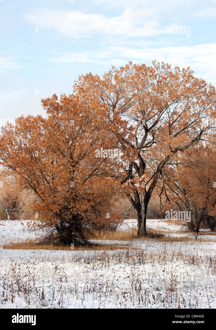 Cottonwood Trees in Fall Foliage Stock Photo - Alamy
