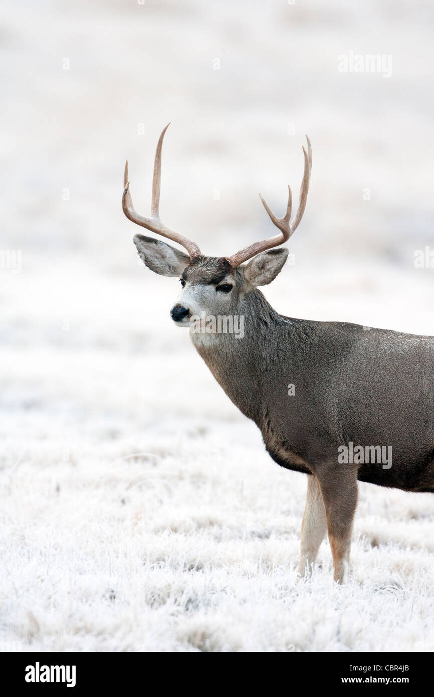 Mule Deer Buck Stock Photo - Alamy