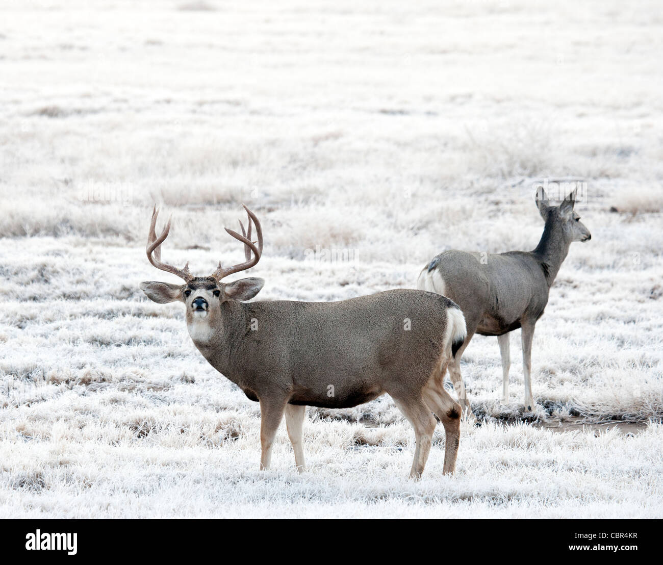 Flehmening hi-res stock photography and images - Alamy