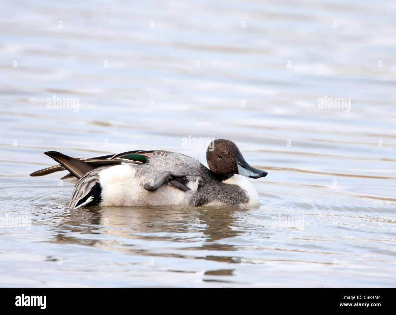 Pintail drake hi-res stock photography and images - Alamy