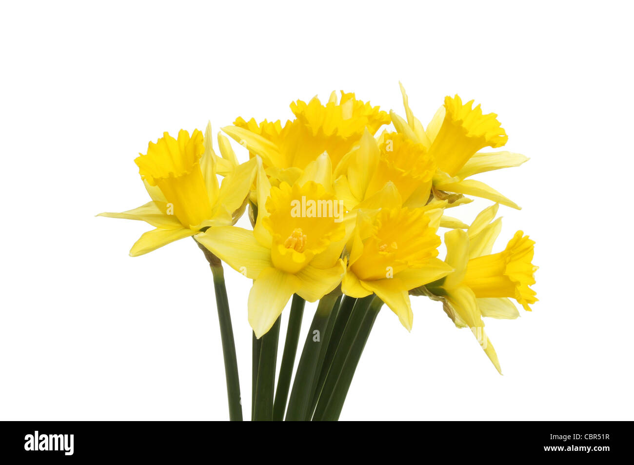 A bunch of golden yellow daffodil flowers isolated against white Stock ...