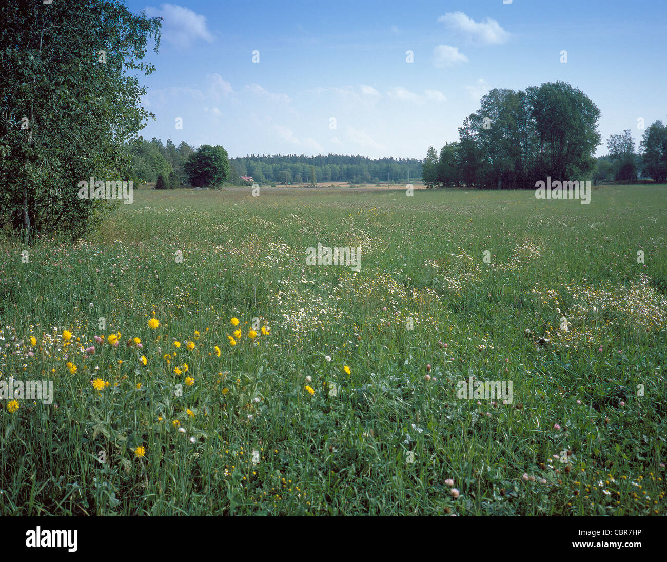 Wild flower meadow, Uppland, Sweden Stock Photo - Alamy