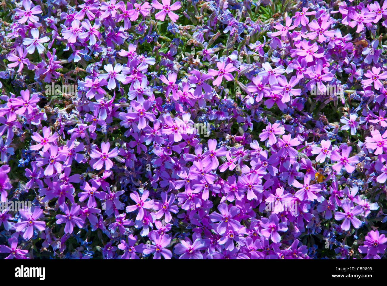 velvet flowers background Stock Photo - Alamy