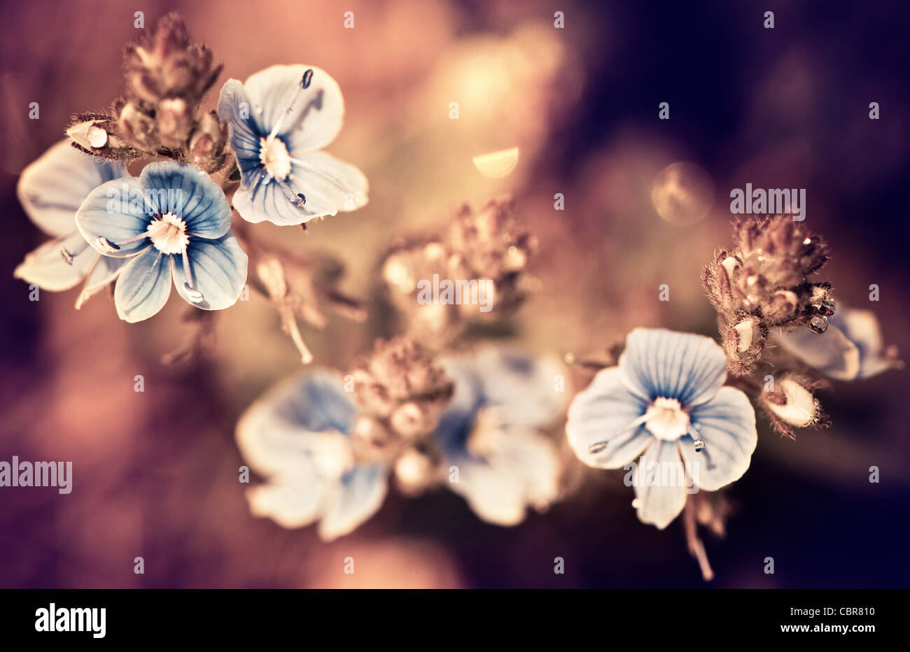 Tint flowers hi-res stock photography and images - Alamy