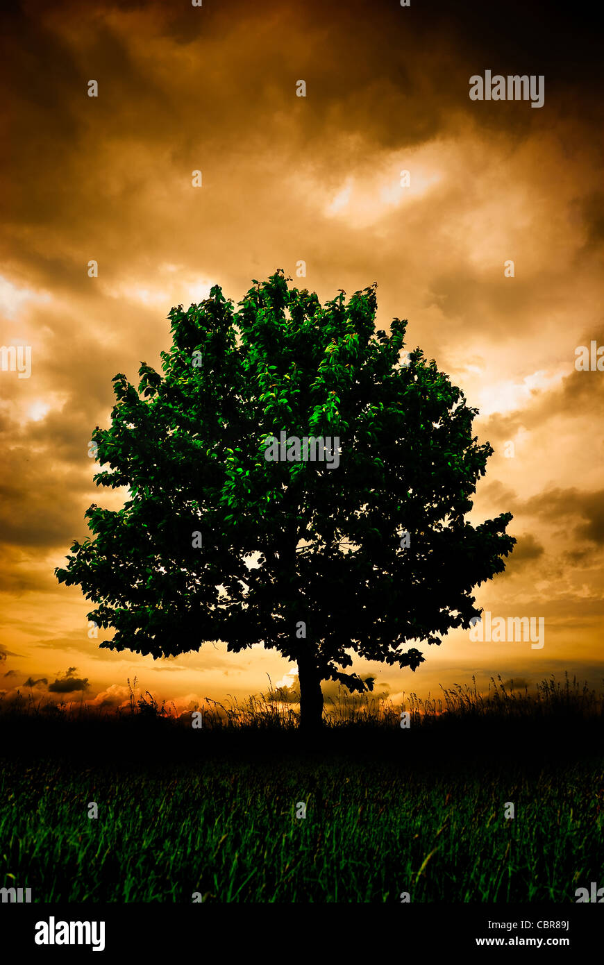 Stormy field view Stock Photo - Alamy