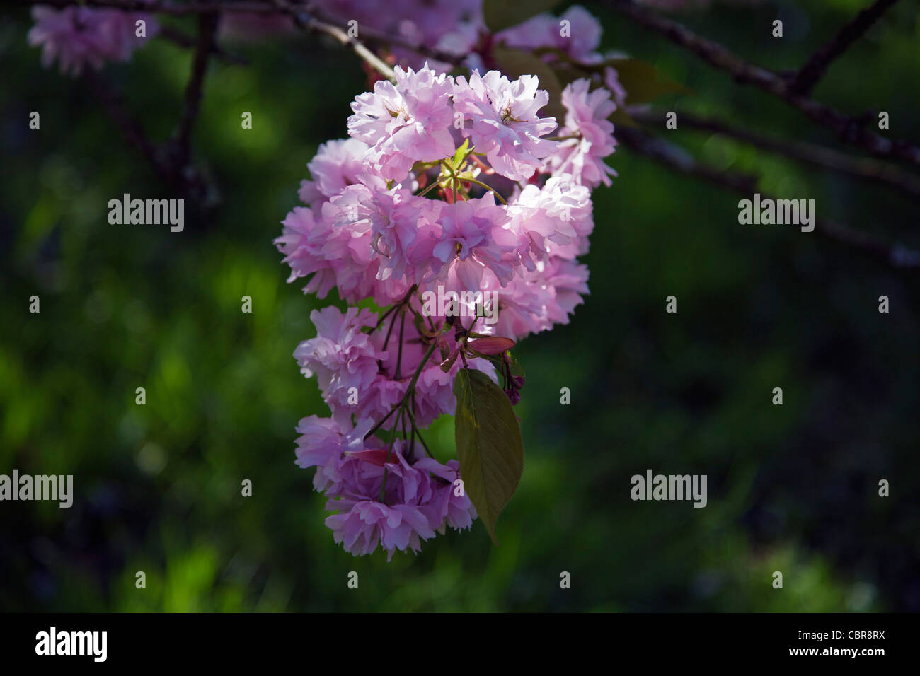 Spring blossom at the National Arboretum, Westonbirt Stock Photo - Alamy