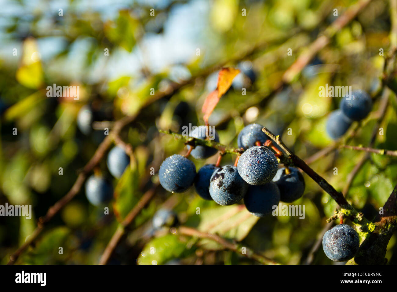 Sloe berries hi-res stock photography and images - Alamy
