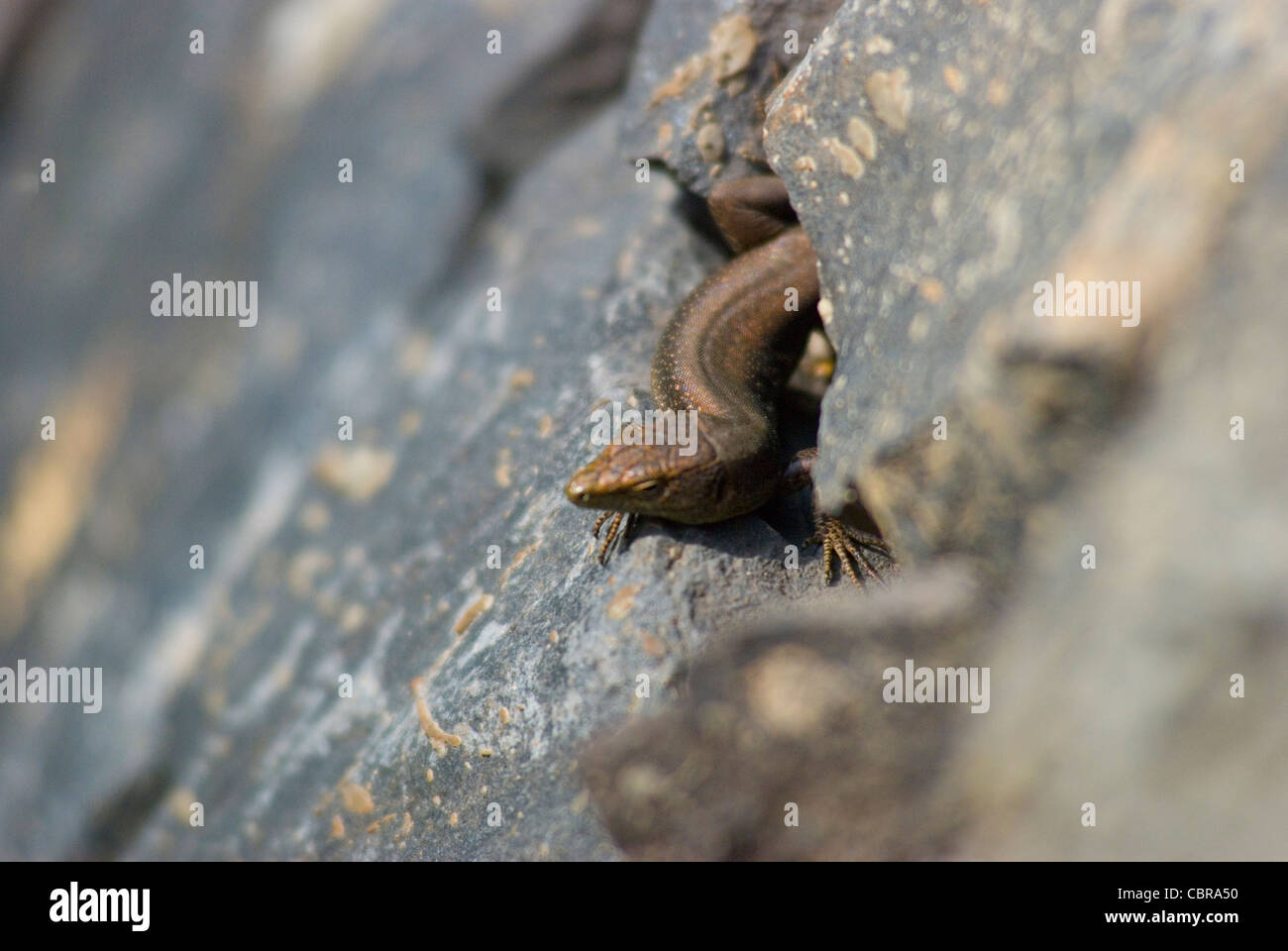 Madeira wall lizard hi-res stock photography and images - Alamy