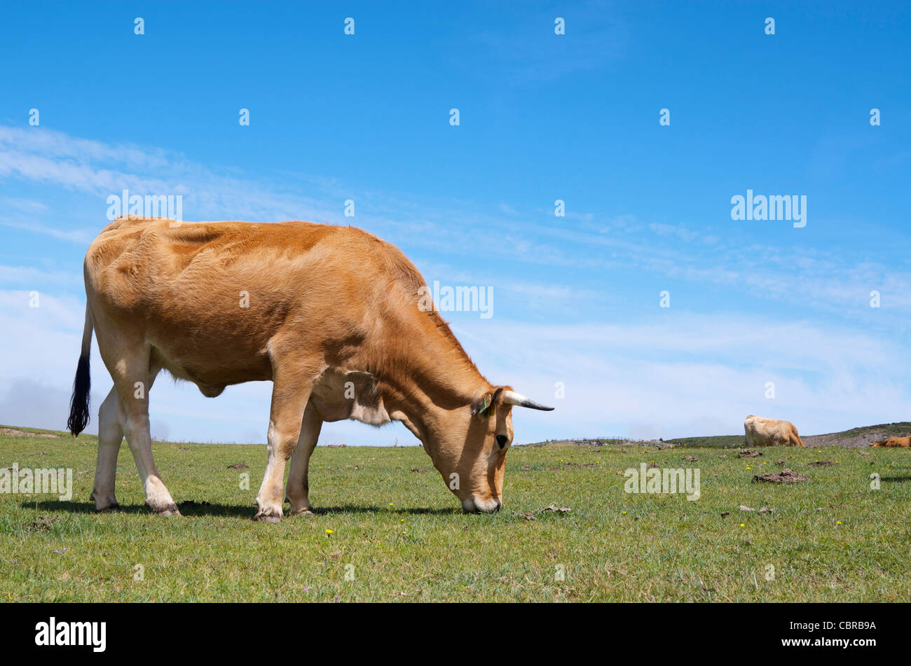 forefront of a cows grazing in a meadow in the Lagos de Covadonga ...